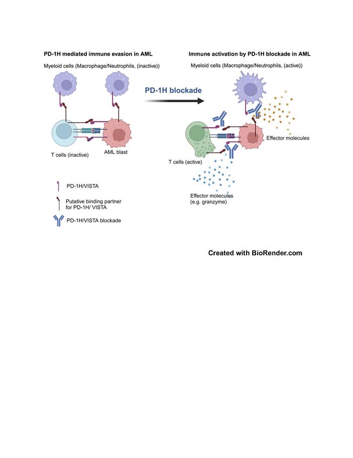 JCI - PD-1H/VISTA mediates immune evasion in acute myeloid leukemia