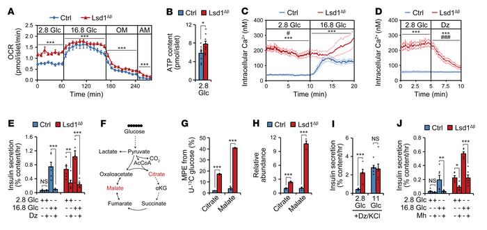 JCI - Nutrient regulation of the islet epigenome controls adaptive ...