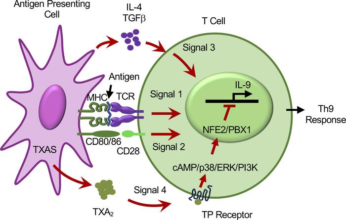 JCI - TXA2 attenuates allergic lung inflammation through regulation of ...