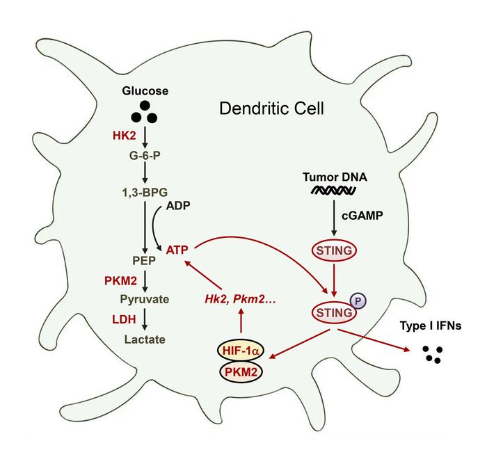 JCI -#N#Glycolysis drives STING signaling to facilitate dendritic cell ...