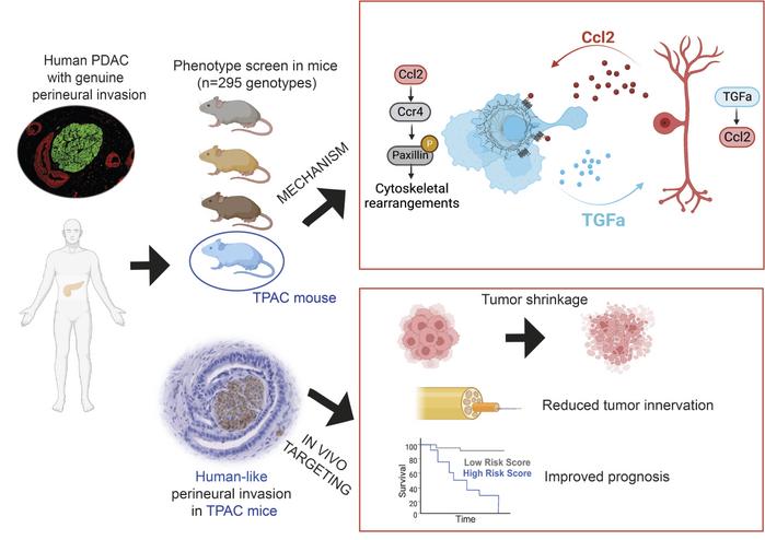 JCI - Phenotype screens of murine pancreatic cancer identify a Tgfa ...