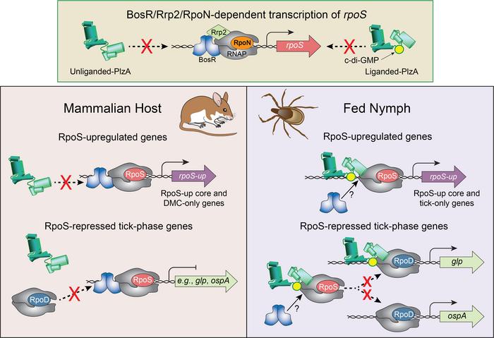 JCI - BosR and PlzA reciprocally regulate RpoS function to sustain ...