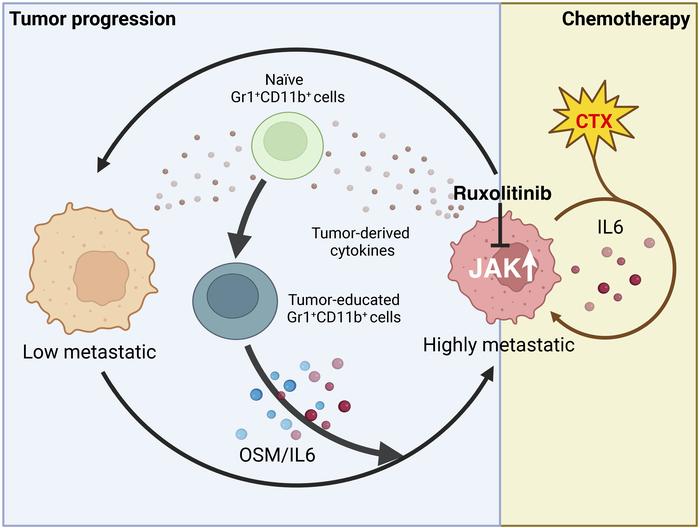 JCI - Tumor-educated Gr1+CD11b+ cells drive breast cancer metastasis ...