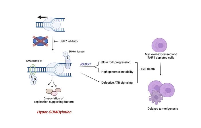 JCI - RNF4 sustains Myc-driven tumorigenesis by facilitating DNA ...