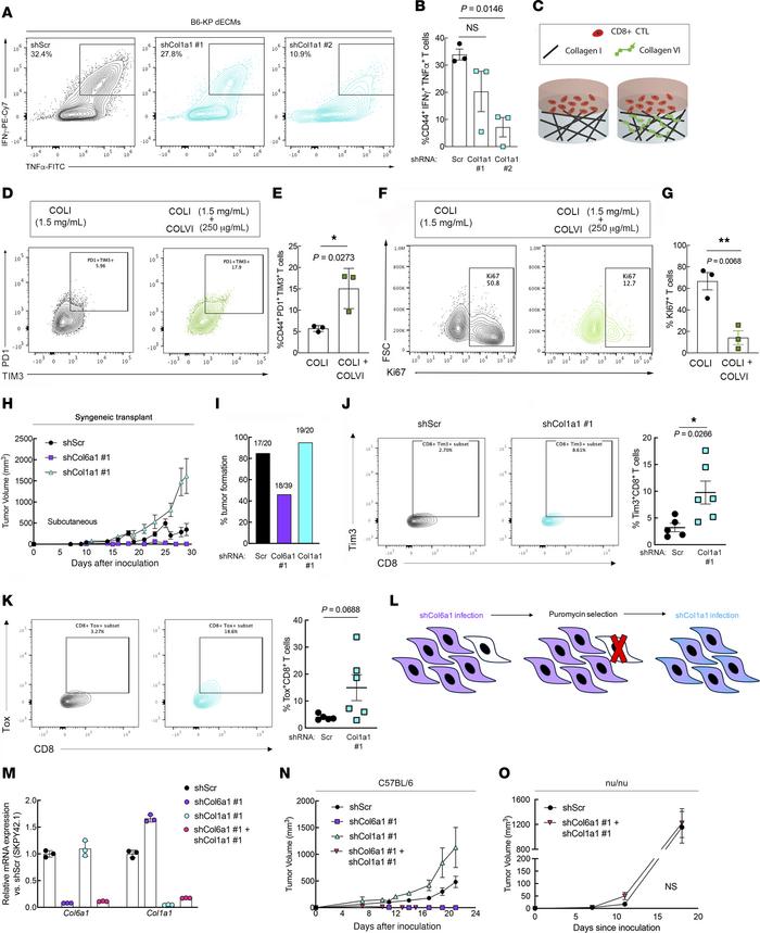 JCI - Oncogene-induced matrix reorganization controls CD8+ T cell ...