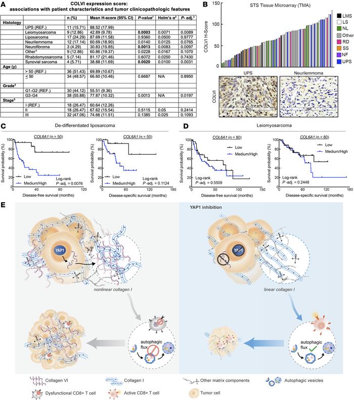JCI - Oncogene-induced matrix reorganization controls CD8+ T cell ...