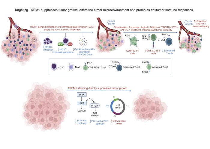 JCI - Targeting TREM1 augments antitumor T-cell immunity by inhibiting ...