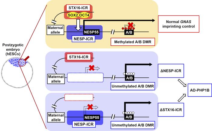 JCI - The long-range interaction between two GNAS imprinting control ...