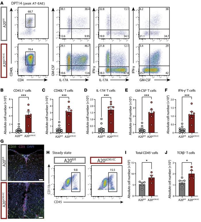 JCI - A20 regulates lymphocyte adhesion in murine neuroinflammation by ...