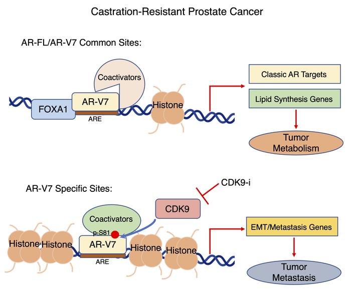 JCI - Androgen receptor splice variants drive castration-resistant ...