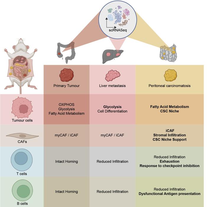 JCI - Single-cell deconvolution reveals high lineage- and location ...