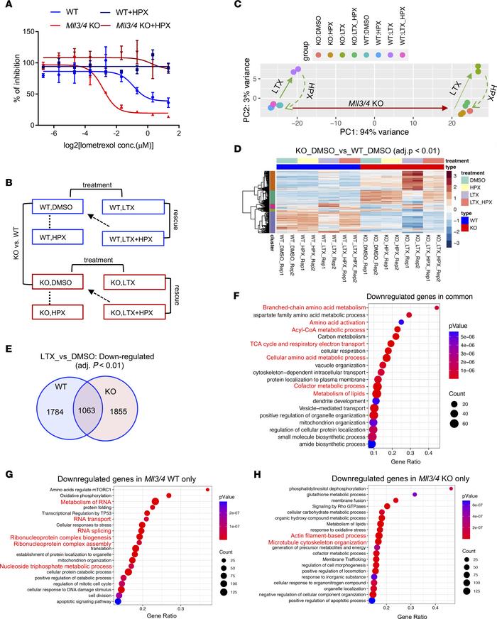 JCI - Therapeutic targeting of metabolic vulnerabilities in cancers ...