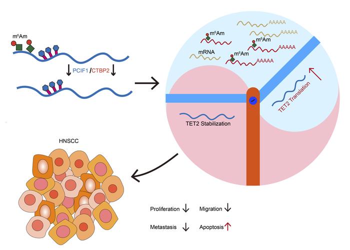 JCI - The CTBP2-PCIF1 complex regulates m6Am modification of mRNA in ...