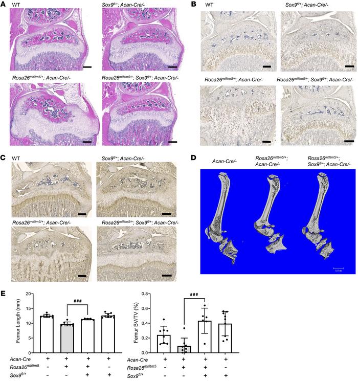 JCI - The IFITM5 mutation in osteogenesis imperfecta type V is ...