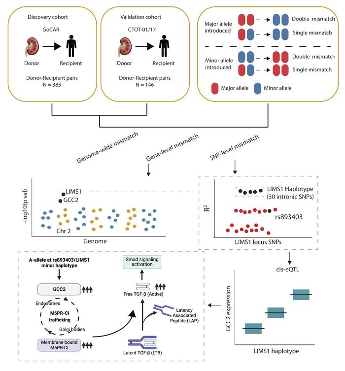 JCI - Multiscale genetic architecture of donor-recipient differences ...