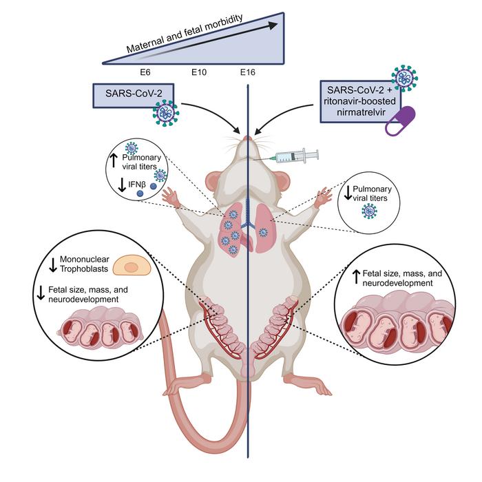 JCI - Adverse outcomes in SARS-CoV-2 infected pregnant mice are ...