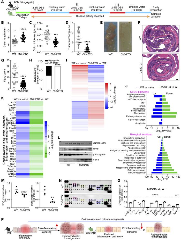 JCI - Claudin-2 protects against colitis-associated cancer by promoting ...