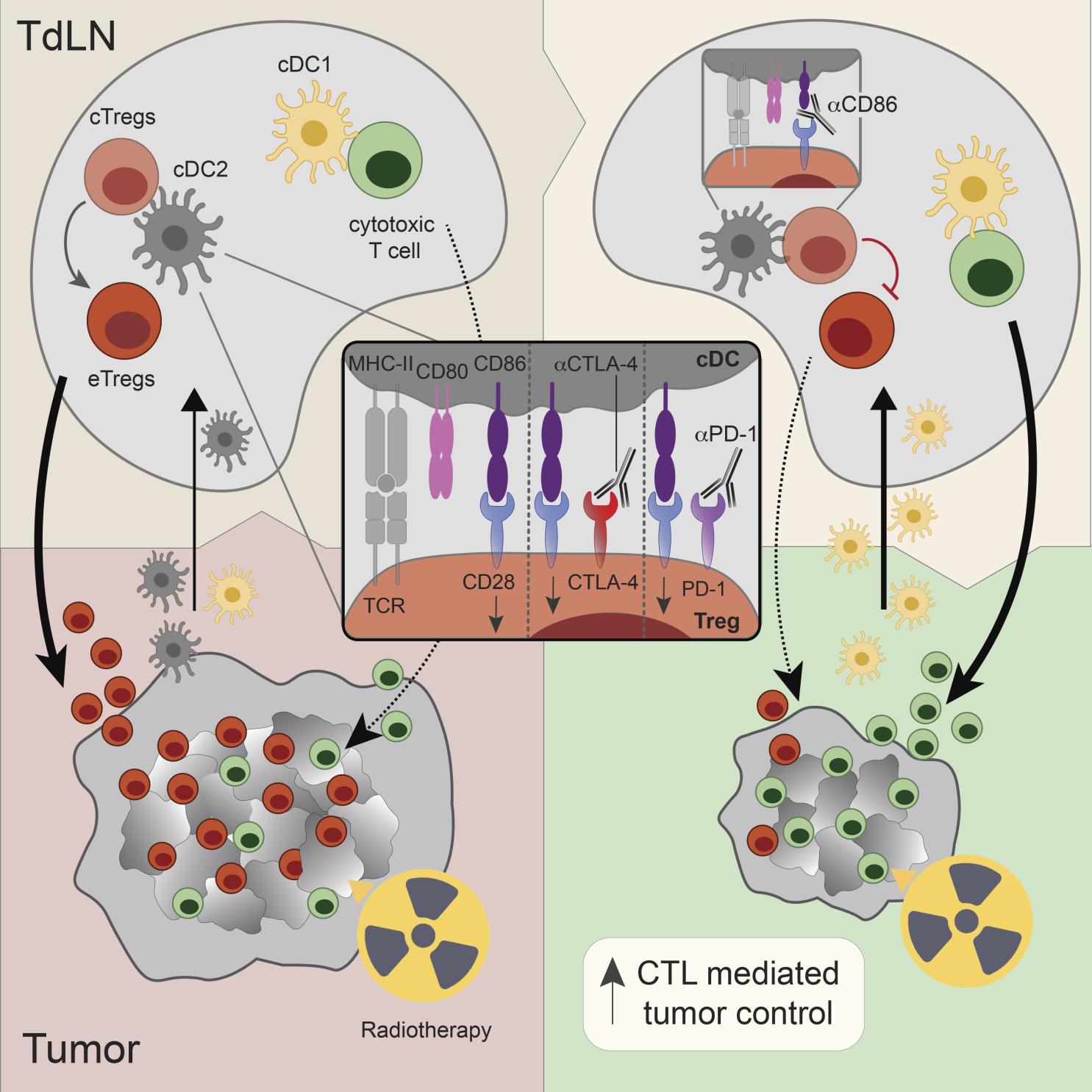 PD-1 and CTLA-4 Blockade Promote CD86-Driven Treg Responses upon ...