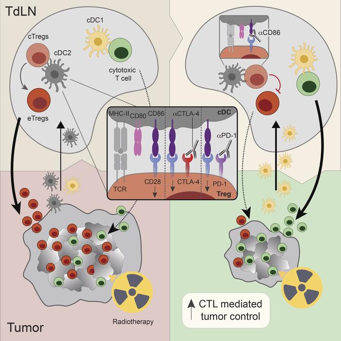 JCI - PD-1 and CTLA-4 blockade promote CD86-driven Treg responses upon ...