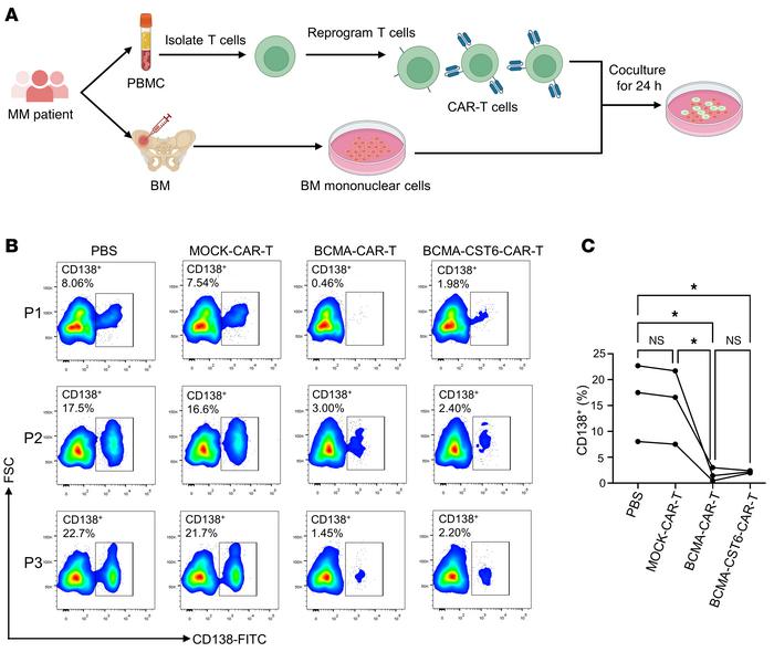 JCI - BCMA- and CST6-specific CAR T cells lyse multiple myeloma cells and suppress murine ...