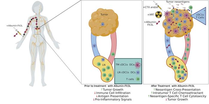 JCI - In situ vaccination via tissue-targeted cDC1 expansion enhances ...