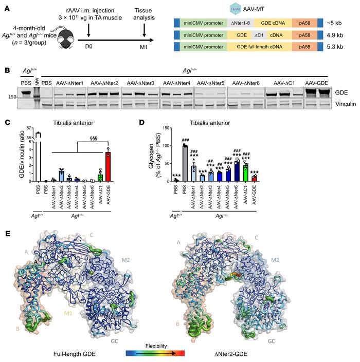 JCI - A functional mini-GDE transgene corrects impairment in models of ...
