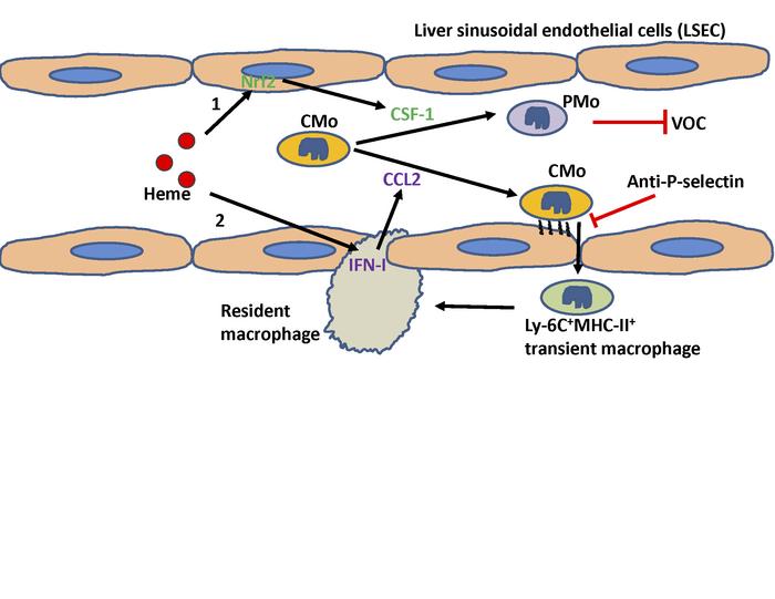 JCI - Hemolysis dictates monocyte differentiation via two distinct ...