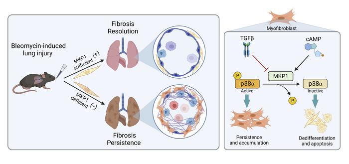 JCI - MAP kinase phosphatase-1 inhibition of p38α within lung ...