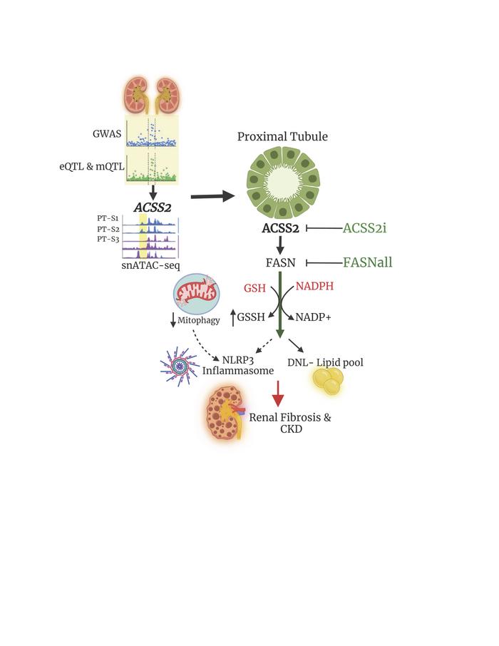JCI - ACSS2 gene variants determine kidney disease risk by controlling ...