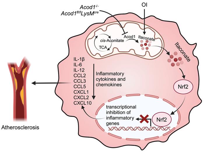Jci Itaconate Suppresses Atherosclerosis By Activating A Nrf2