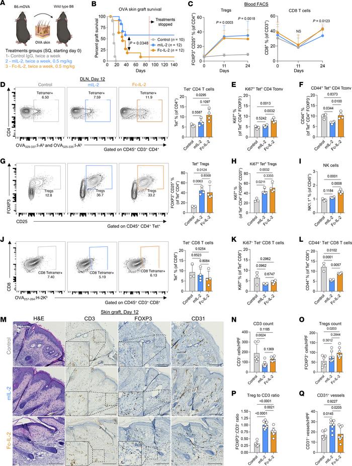 JCI - A humanized IL-2 mutein expands Tregs and prolongs transplant ...