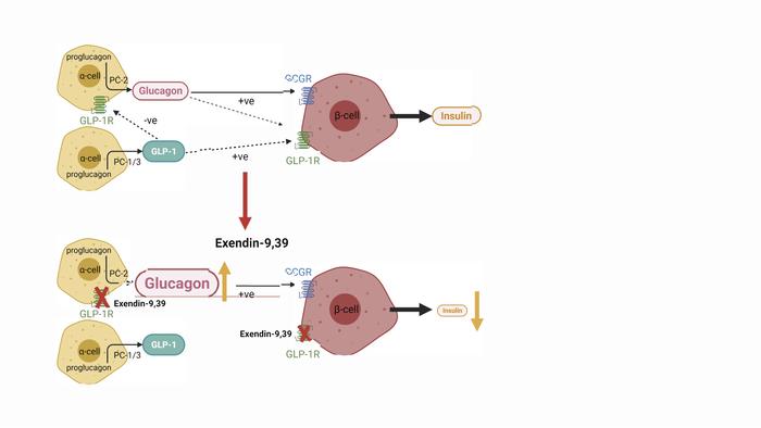 JCI - The effect of Glucagon-Like Peptide-1 Receptor blockade on islet ...