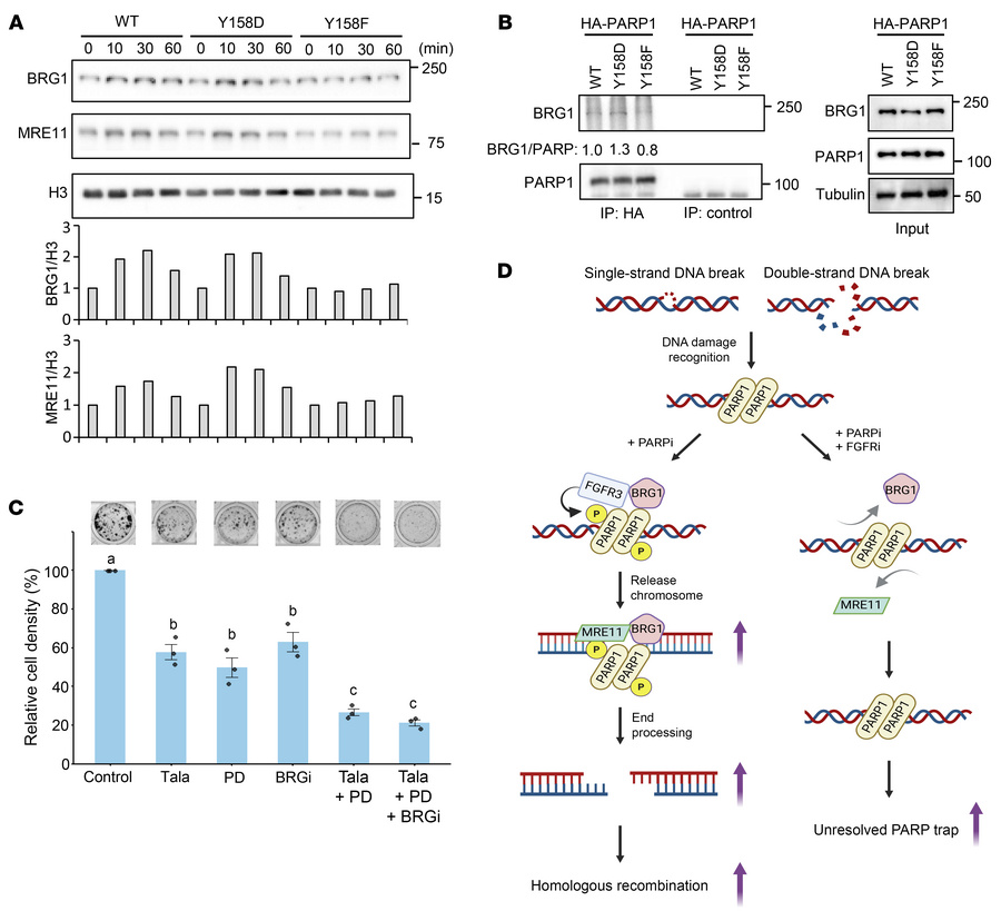 JCI - FGFR3-induced Y158 PARP1 phosphorylation promotes PARP inhibitor ...
