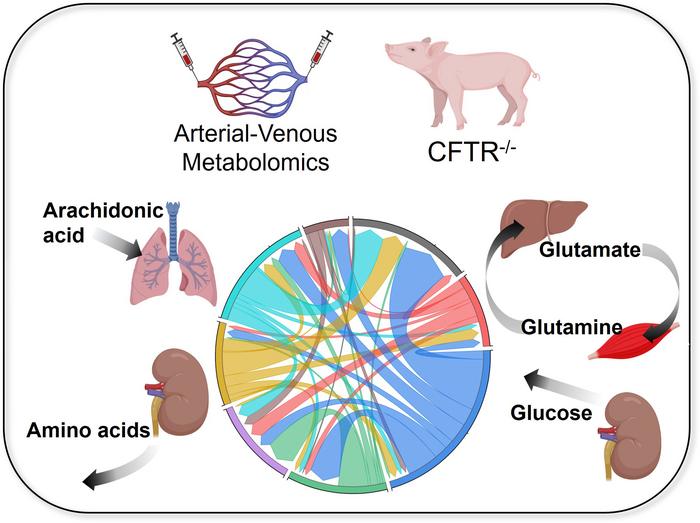 JCI - Arteriovenous metabolomics in pigs reveals CFTR regulation of ...