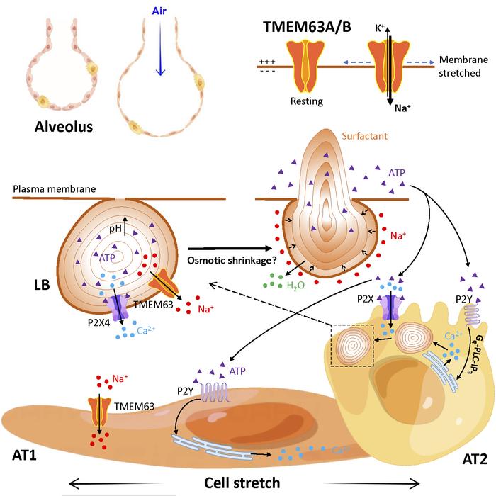 JCI - Mechanosensitive channels TMEM63A and TMEM63B mediate lung ...