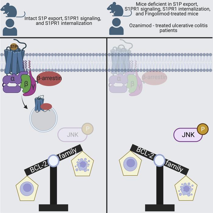 JCI - S1PR1 inhibition induces pro-apoptotic signaling in T cells and ...