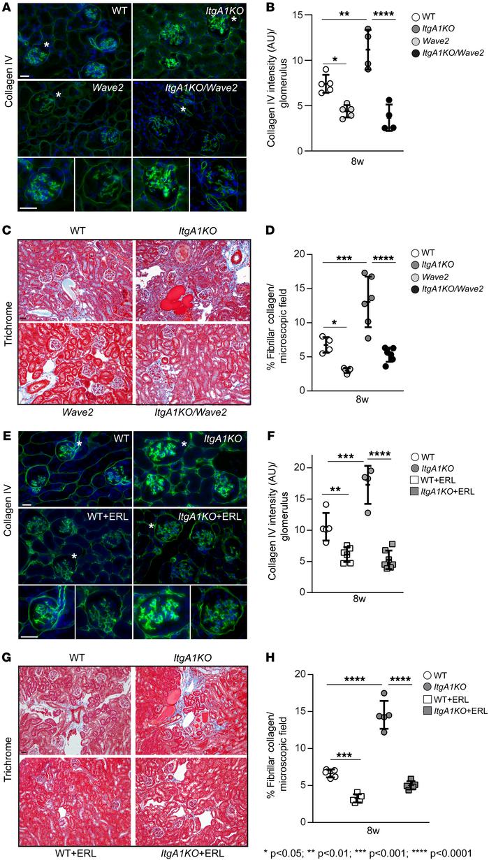 JCI - Cytoplasmic retention of the DNA/RNA-binding protein FUS ...