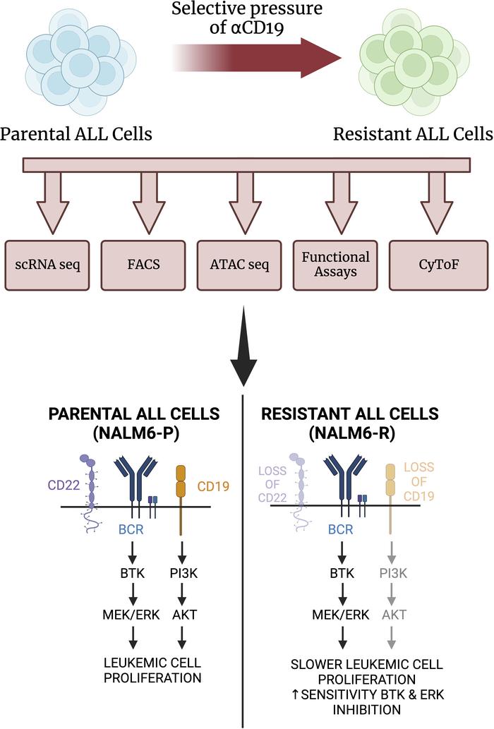 JCI - Immunotherapy-resistant acute lymphoblastic leukemia cells ...
