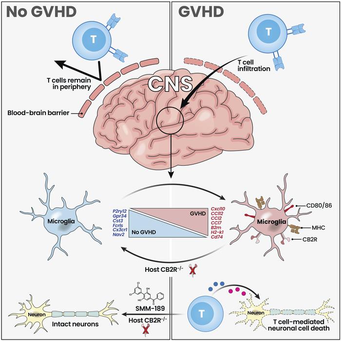 JCI - Type 2 cannabinoid receptor expression on microglial cells ...