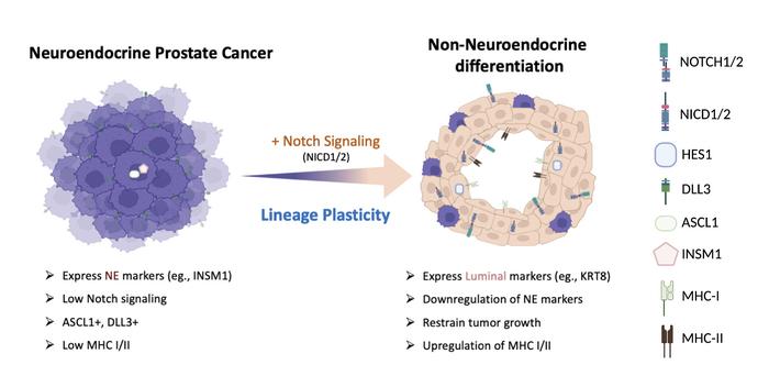 JCI - Notch signaling suppresses neuroendocrine differentiation and ...