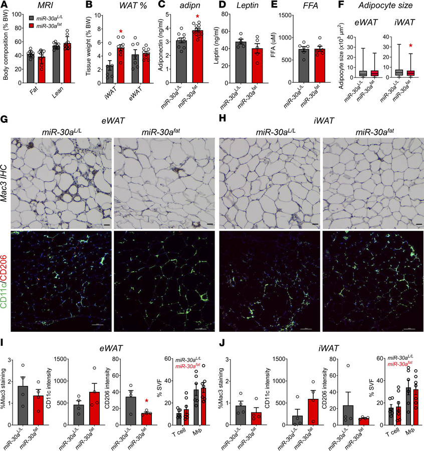 JCI - The microRNA miR-30a blocks adipose tissue fibrosis accumulation ...