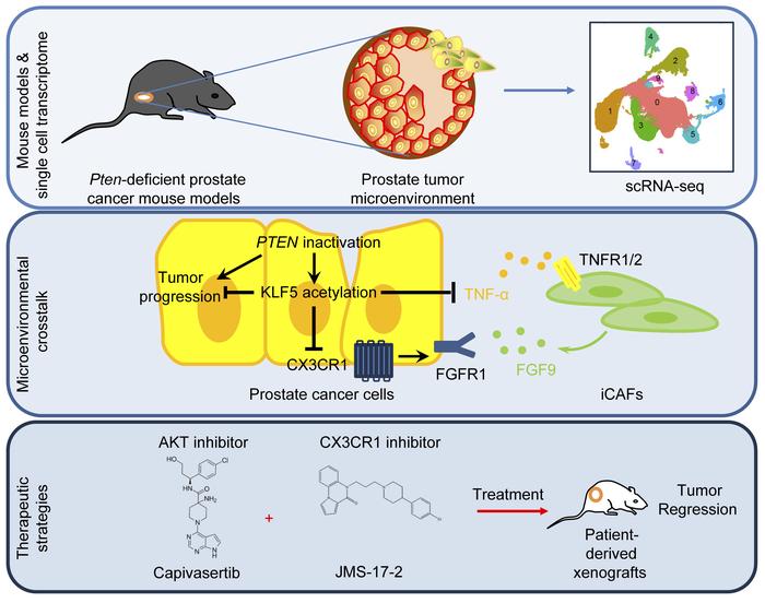 JCI - Interruption of KLF5 acetylation promotes PTEN-deficient prostate ...