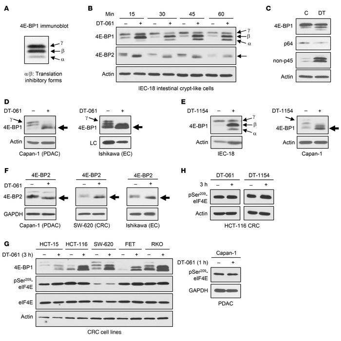 JCI - Small-molecule modulators of B56-PP2A restore 4E-BP function to ...