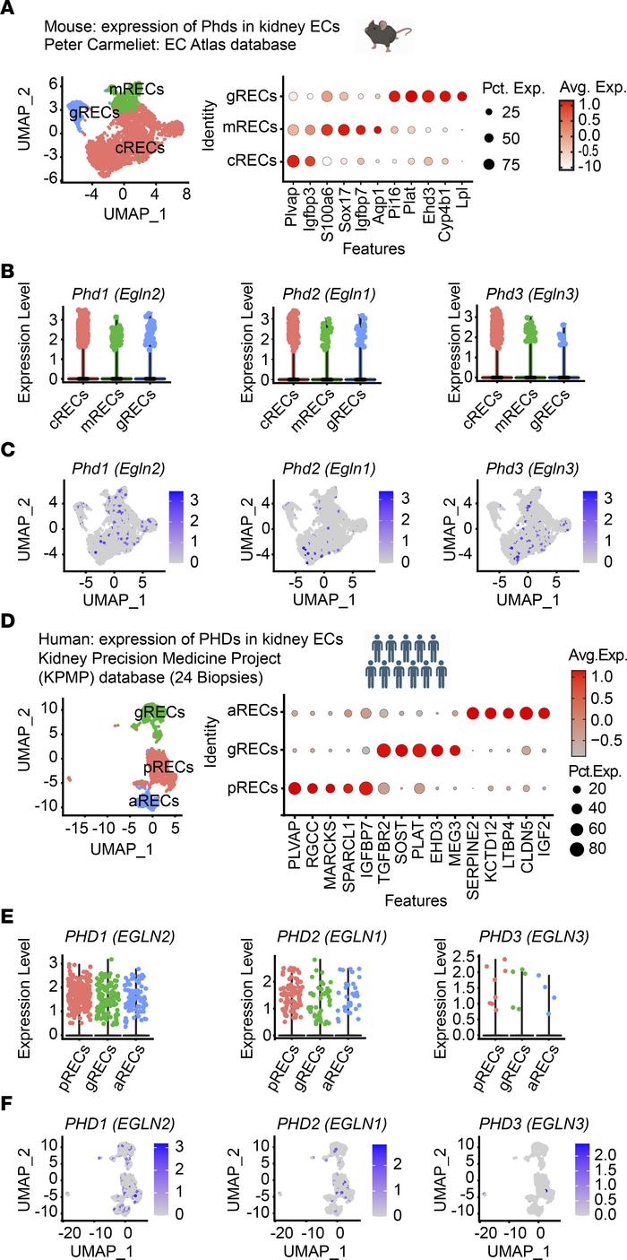 JCI - Postischemic inactivation of HIF prolyl hydroxylases in ...