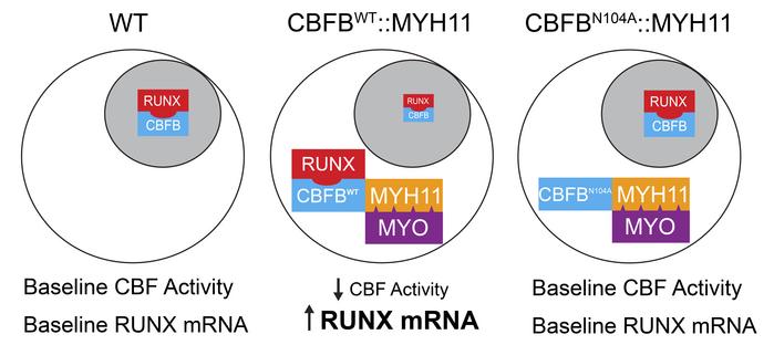 JCI - Proteogenomic analysis reveals cytoplasmic sequestration of RUNX1 by the acute myeloid ...