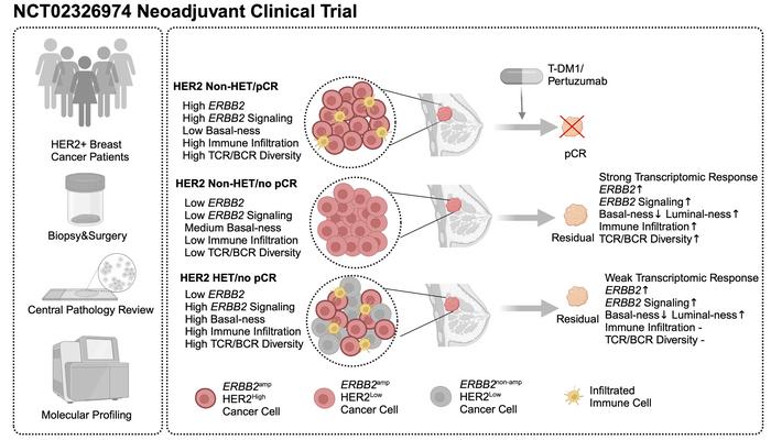 JCI - HER2 heterogeneity and treatment response-associated profiles in ...