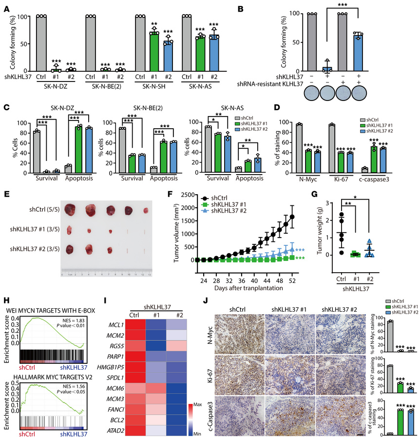 JCI - Disruption of the KLHL37–N-Myc complex restores N-Myc degradation ...