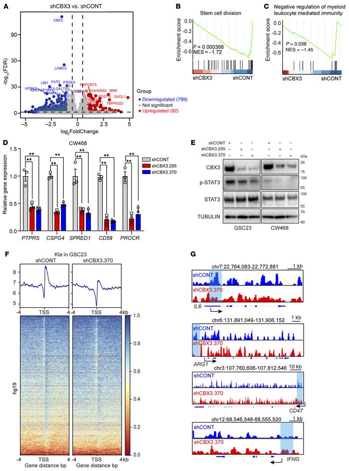 JCI - Lactate reprograms glioblastoma immunity through CBX3-regulated ...