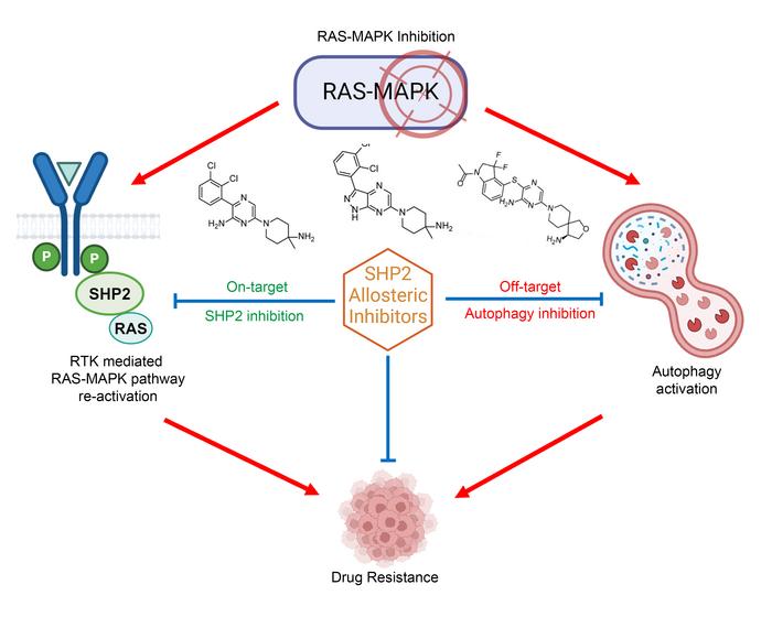 JCI - Off-target autophagy inhibition by SHP2 allosteric inhibitors ...