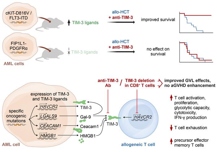 JCI - Oncogene induced TIM-3 ligand expression dictates susceptibility ...